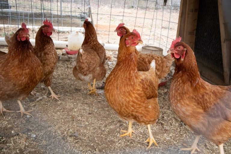 The Truth About Mycoplasma and Chickens - Backyard Poultry